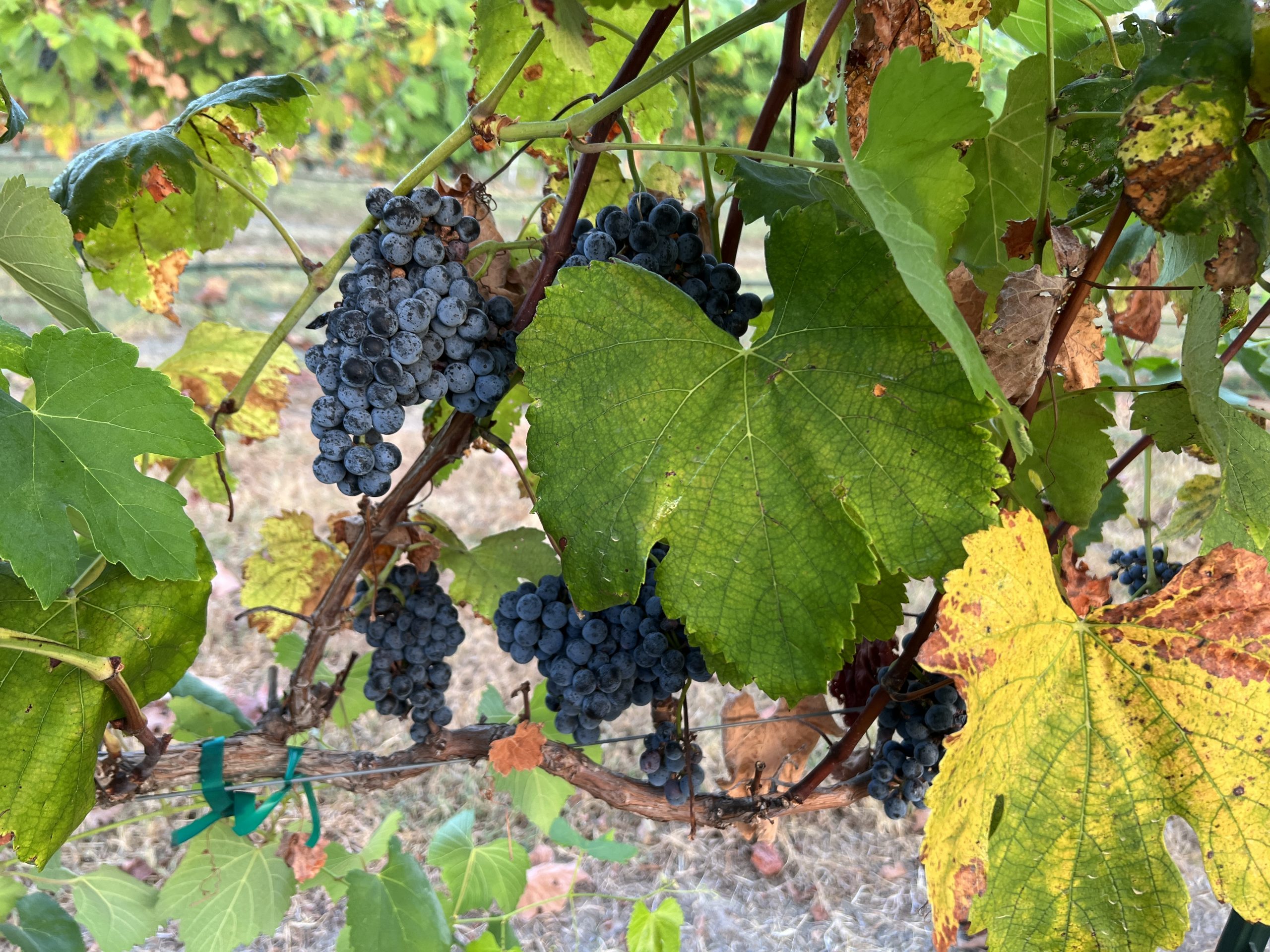 Gibbons Creek Vineyard… Success at Last – The Stout Ranch
